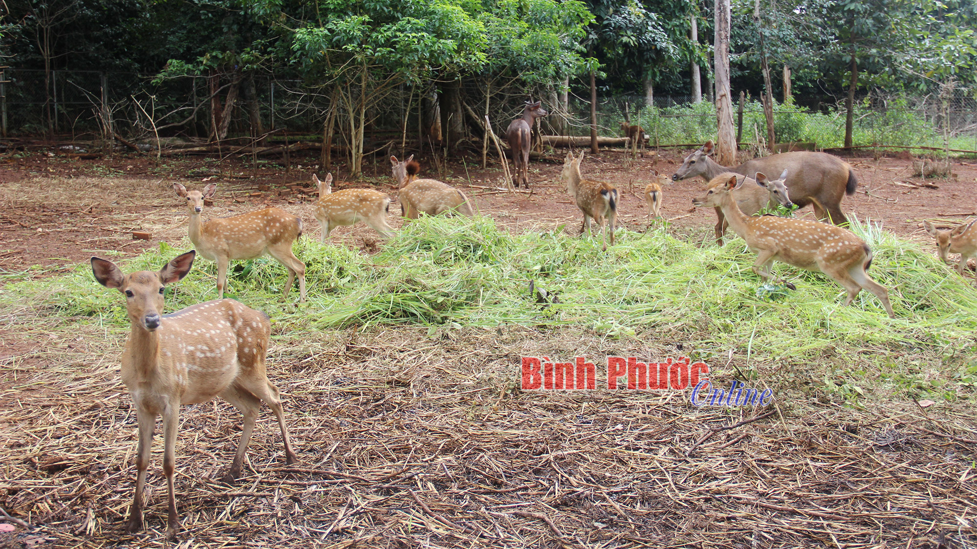 Bảo tồn đa dạng sinh học và bảo vệ các loài hoang dã - Binh Phuoc, Tin ...
