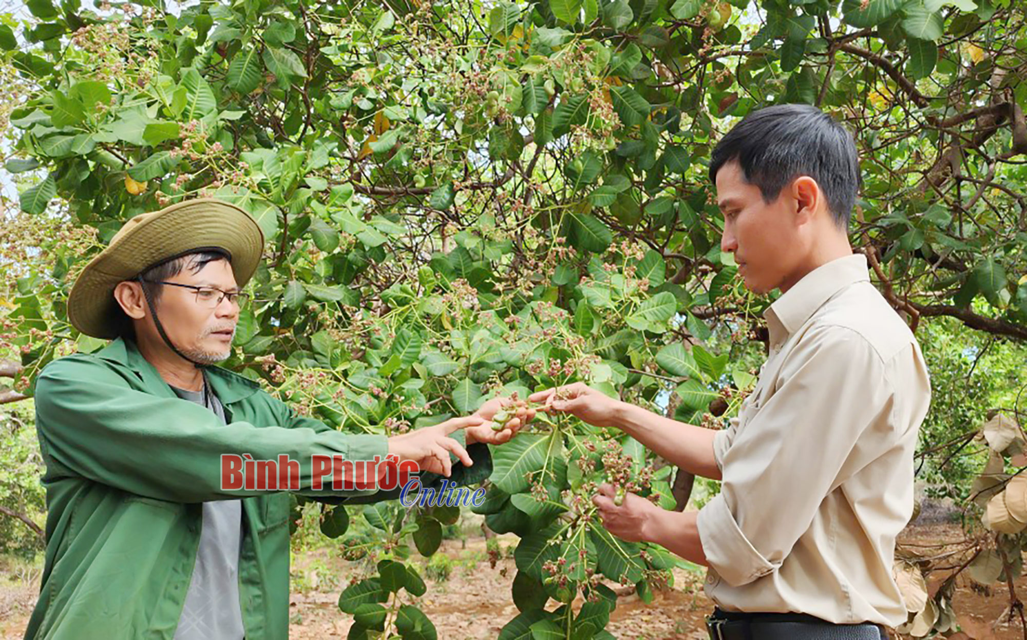 Kỳ vọng vụ điều bội thu - Binh Phuoc, Tin tuc Binh Phuoc, Tin mới tỉnh ...