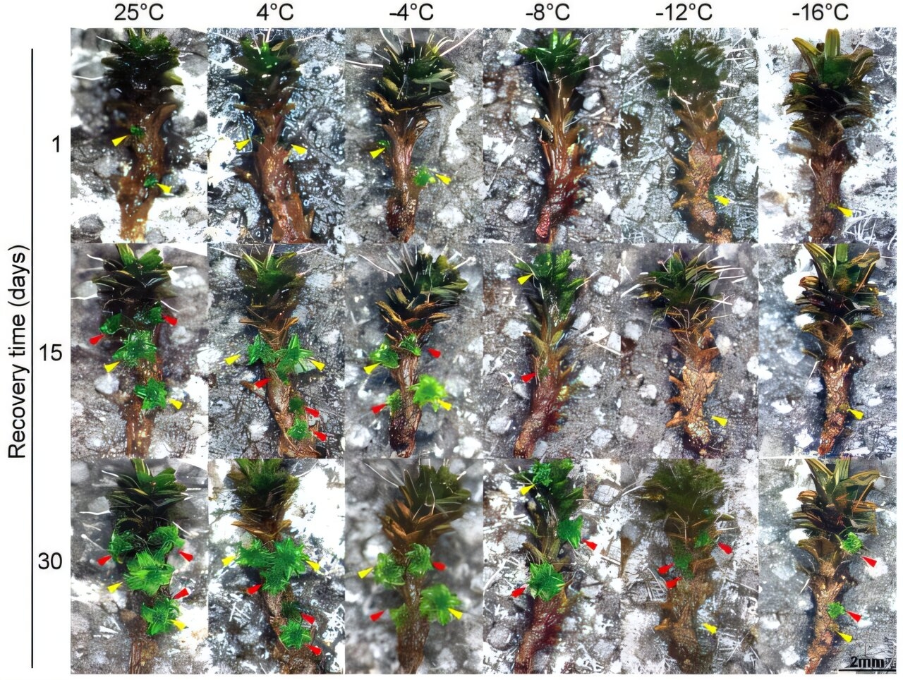 Rêu sa mạc có thể mở đường cho sự sống trên Sao Hỏa - Binh Phuoc, Tin ...