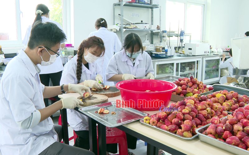 Tiềm năng từ quả điều - Binh Phuoc, Tin tuc Binh Phuoc, Tin mới tỉnh ...