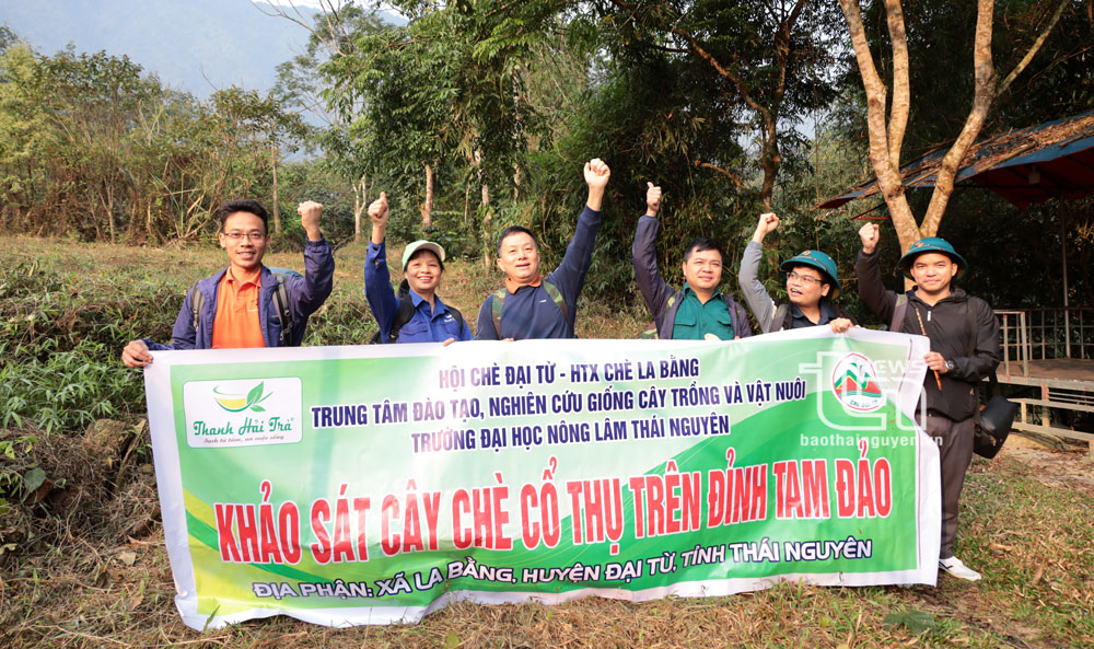 'Vén màn' bí ẩn chè cổ núi Tam Đảo thuộc địa phận Thái Nguyên - Kỳ 1 ...