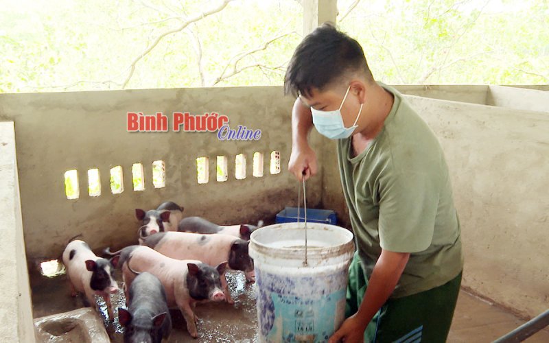 Nuôi heo sữa thương phẩm cho thu nhập cao - Binh Phuoc, Tin tuc Binh ...
