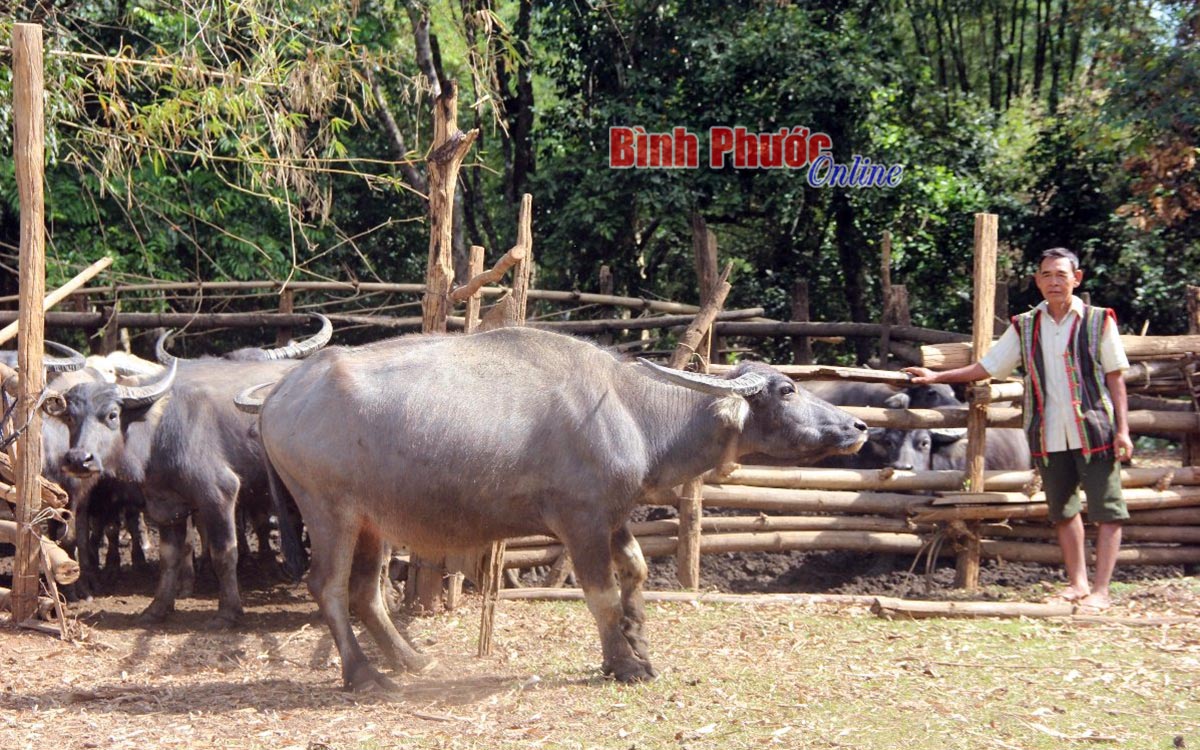 Con trâu trong văn hóa truyền thống của người S’tiêng - Binh Phuoc, Tin ...