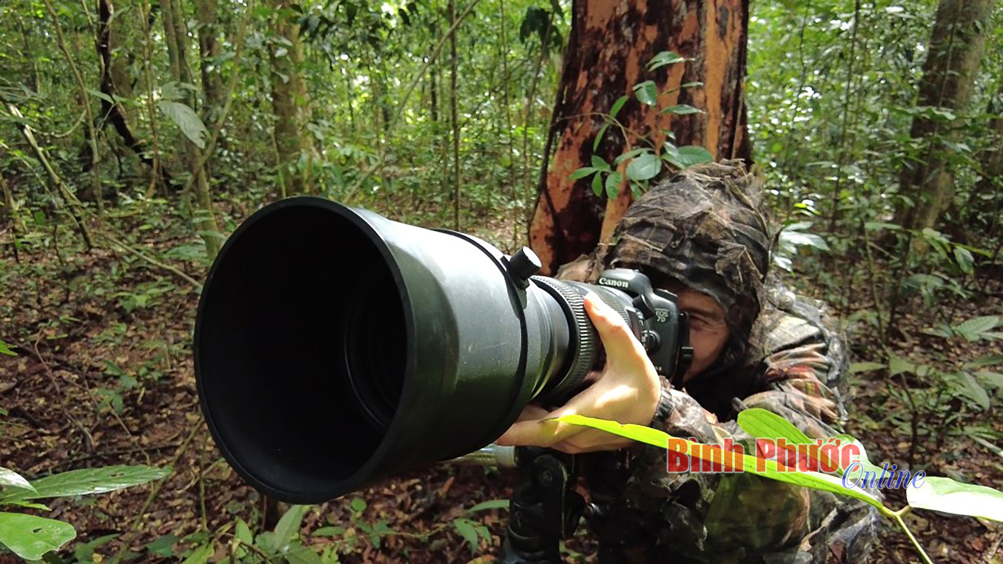 Người săn ảnh giữa rừng xanh - Binh Phuoc, Tin tuc Binh Phuoc, Tin mới ...
