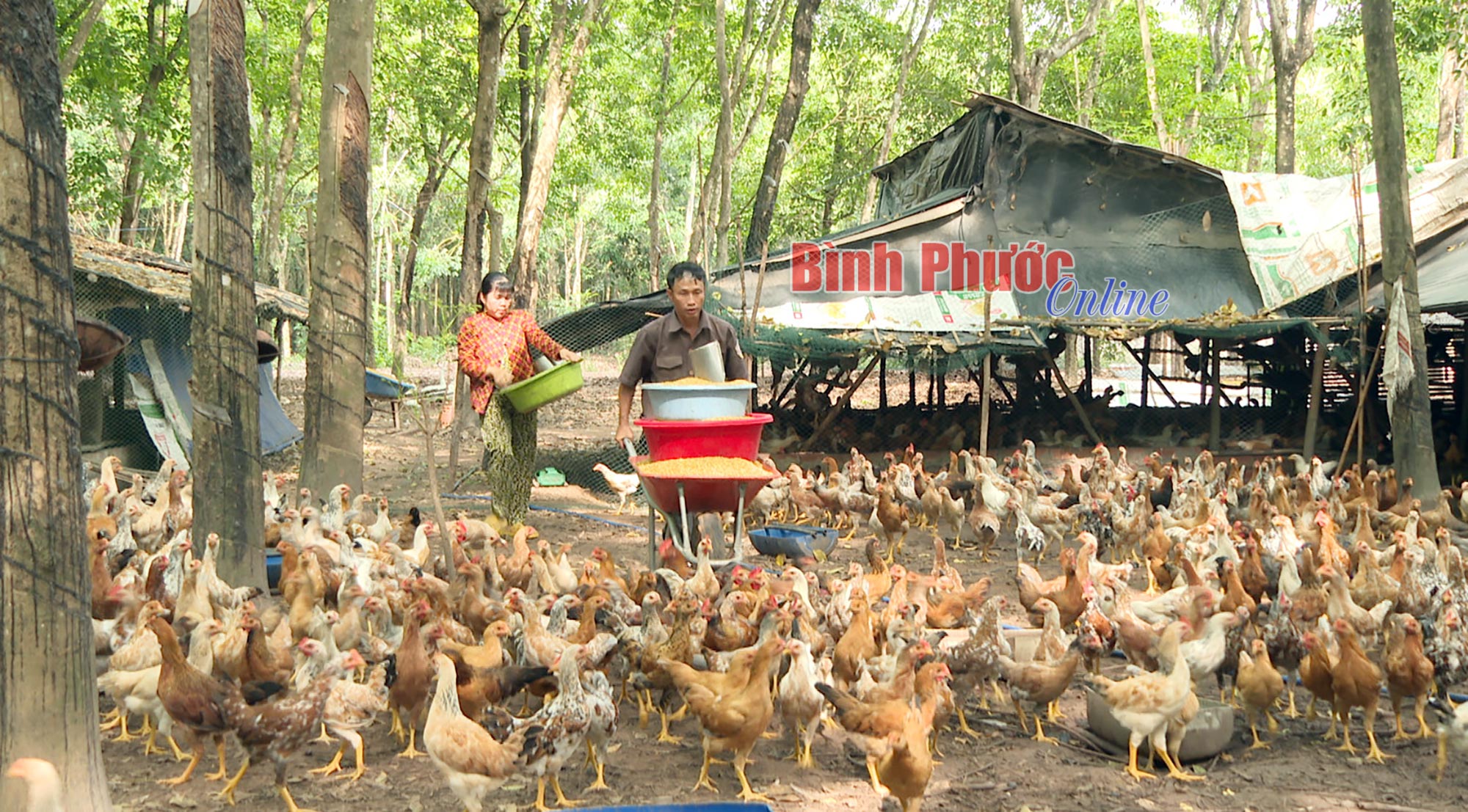 Xây dựng thương hiệu gà Tân Hiệp - Binh Phuoc, Tin tuc Binh Phuoc ...