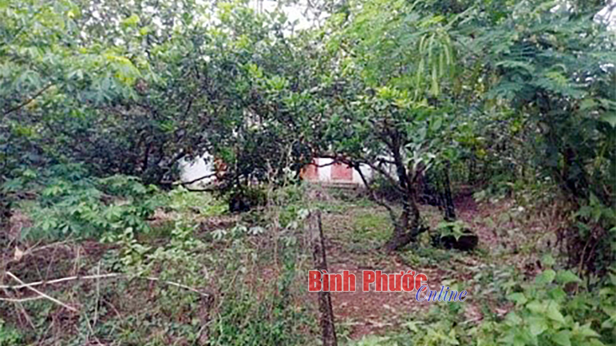 Bình Phước: Cảnh báo tình trạng mất trộm bình ắc quy tại trạm phát sóng - Binh Phuoc, Tin tuc ...