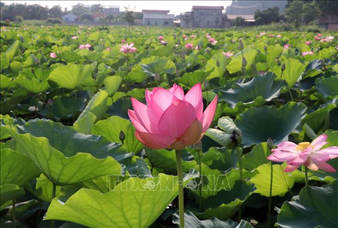 Hương sen đất Cố đô - Sức sống mới cho du lịch nông nghiệp Ninh Bình ...